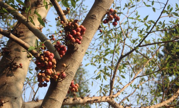 Segala Hal yang Perlu Anda Ketahui Tentang Buah Loa - Kerjadimedan
